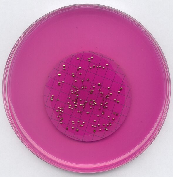 m-ENDO agar LES | 111277